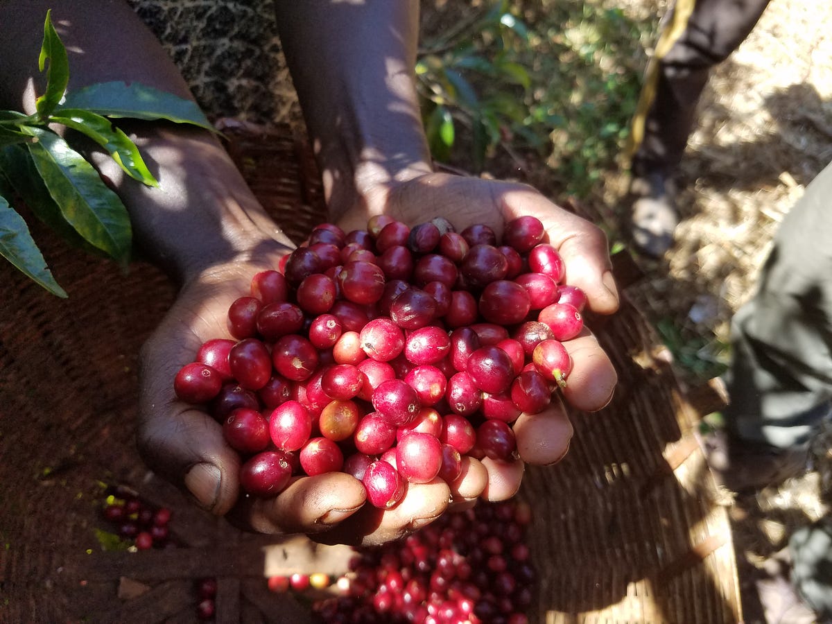 Ethiopian green coffee beans wholesale – direct supplier Arabica Trade